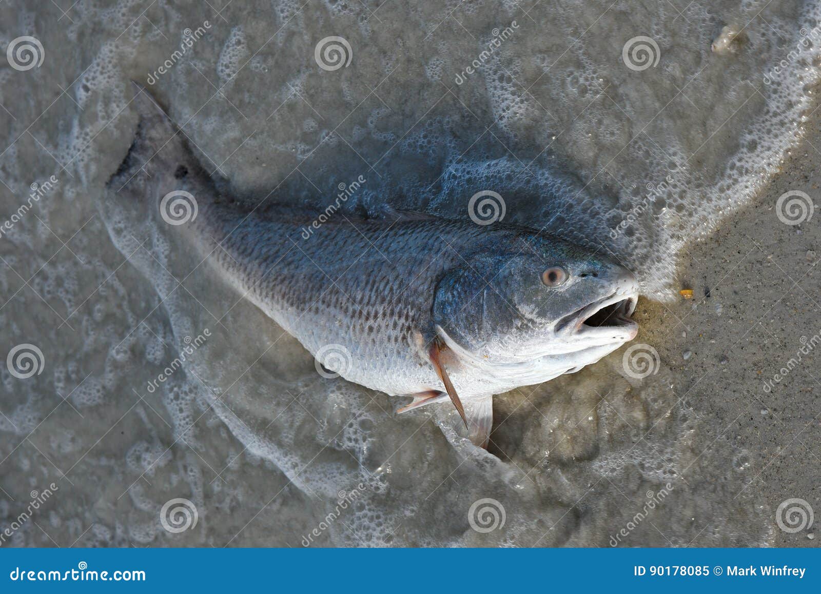 Dead Fish on the Beach stock image. Image of nature, toxic - 90178085