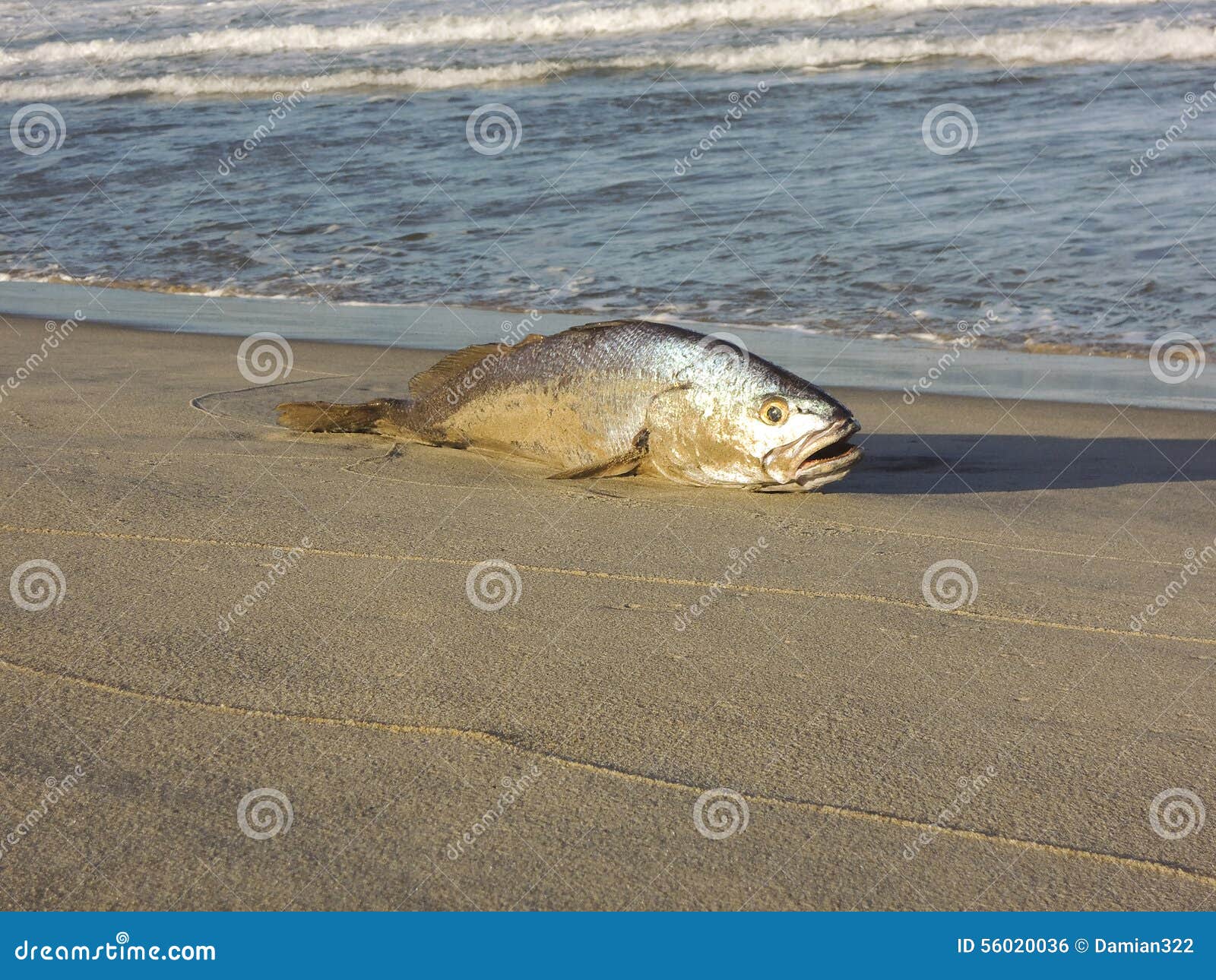 Dead fish on the beach stock photo. Image of saltwater - 56020036