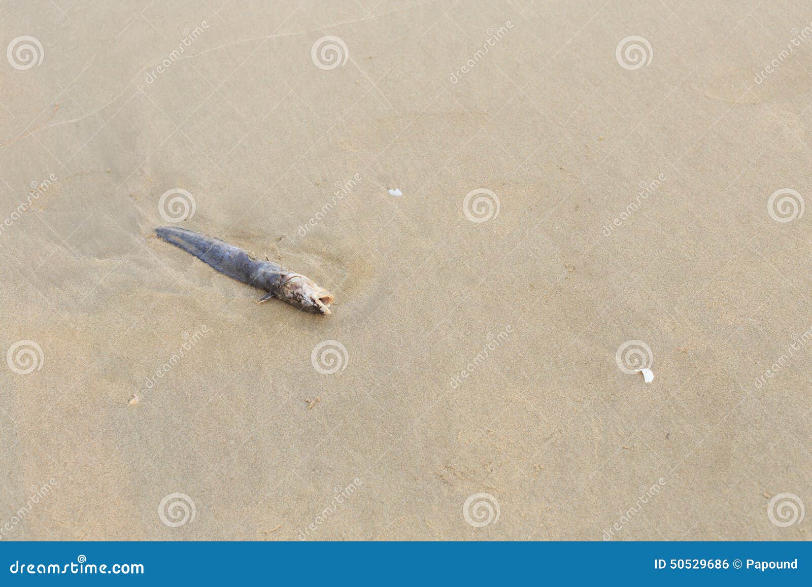 Dead fish on the beach stock photo. Image of death, fishing - 50529686