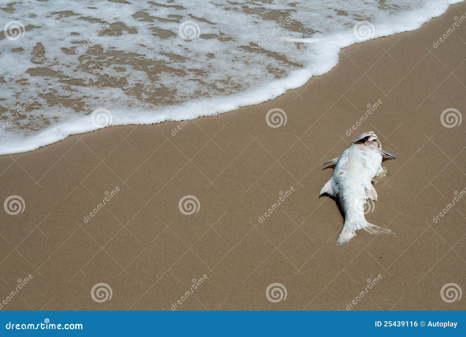 Dead fish on beach by sea stock photo. Image of lone - 25439116