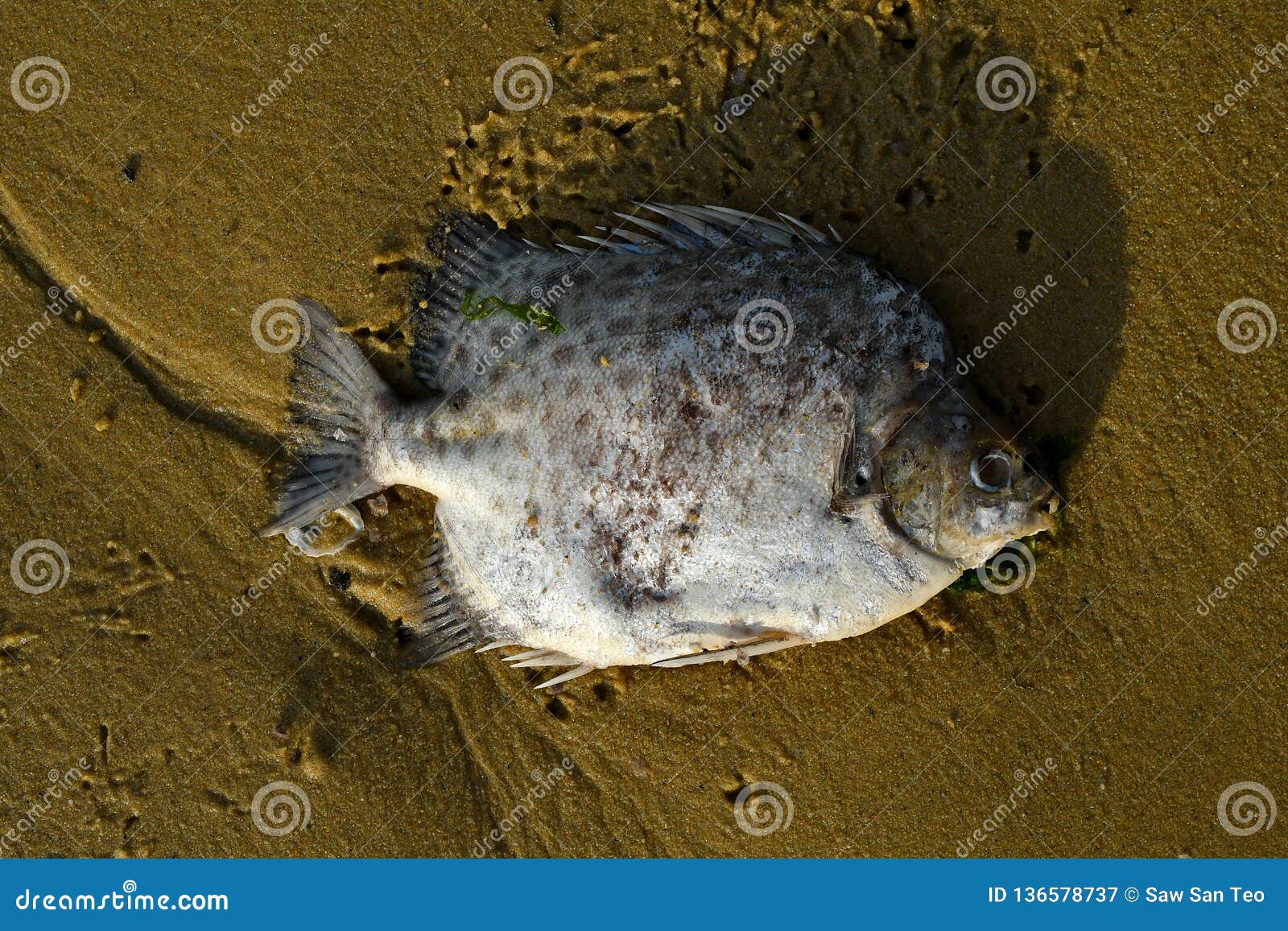Dead fish on beach stock image. Image of decay, dead - 136578737