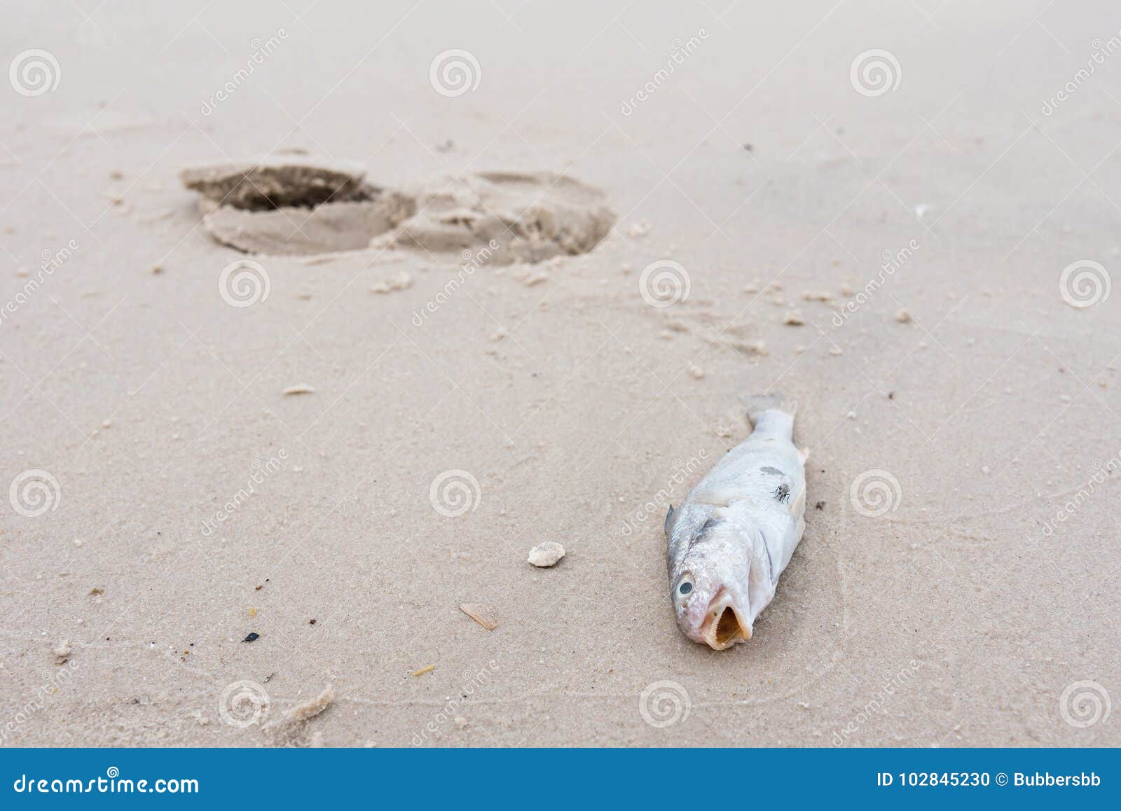 Dead Fish on the Beach.Thailand. Stock Photo - Image of fishing ...