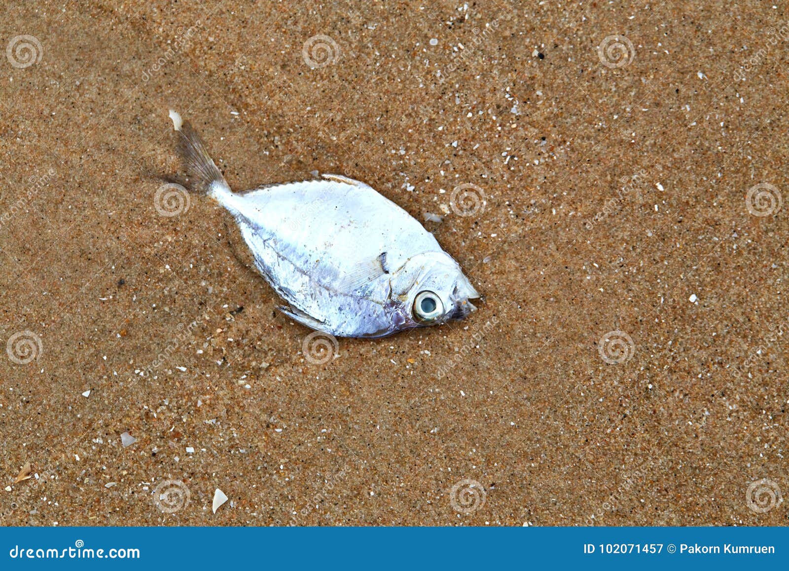 Dead fish on the beach stock image. Image of water, beach - 102071457