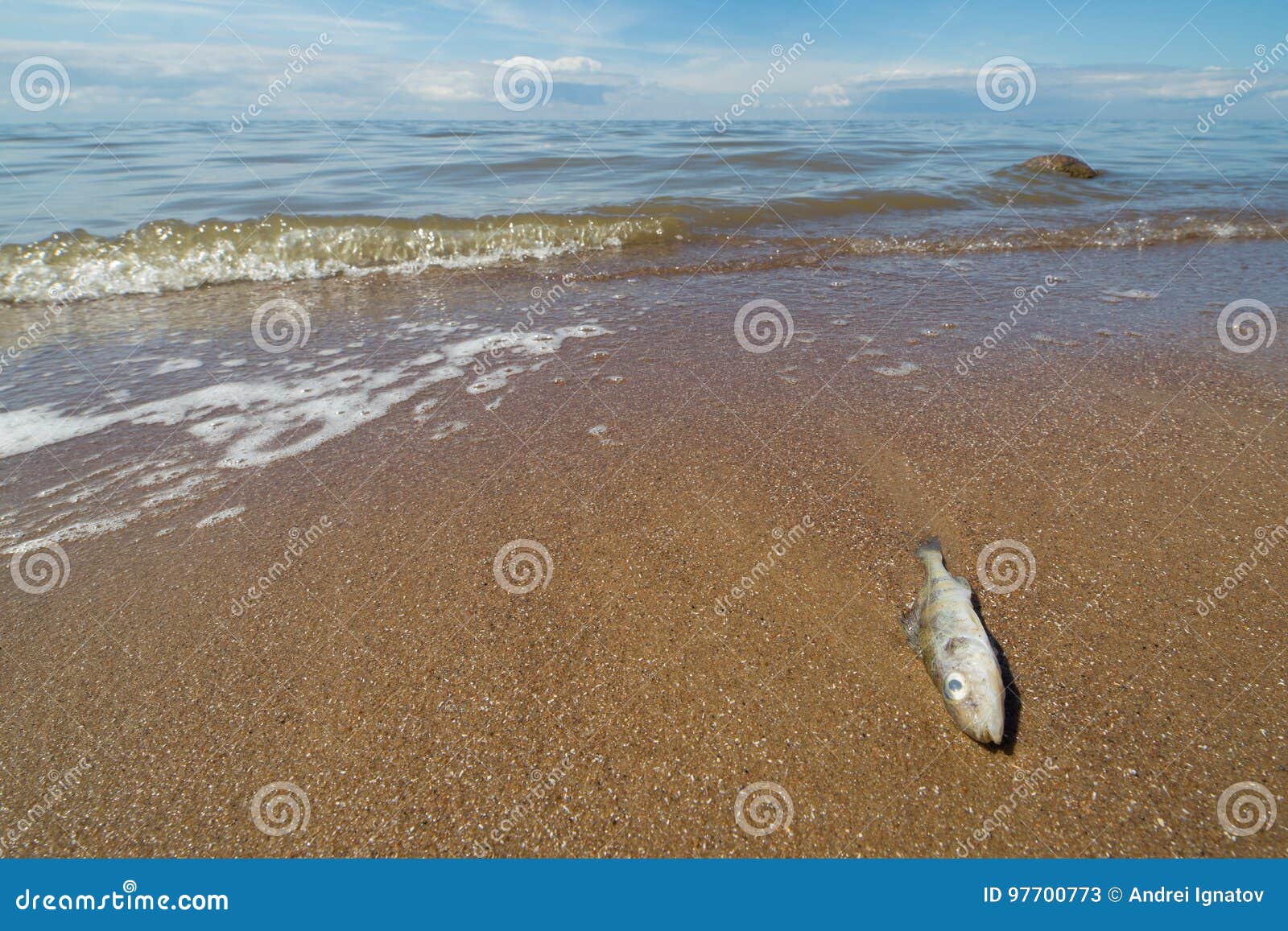 Dead Fish on the Beach. Water Pollution Concept. Stock Image - Image of ...