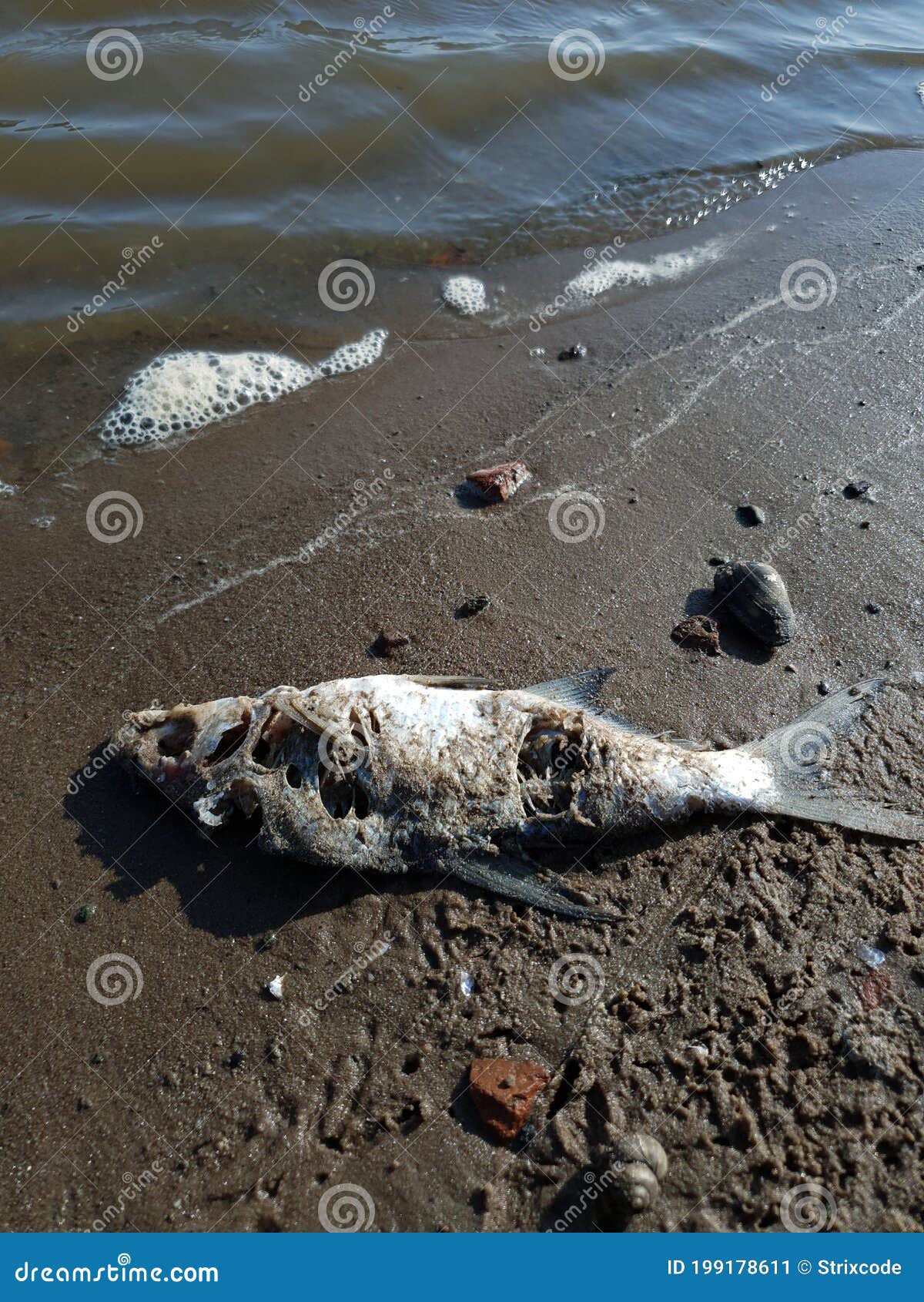 Dead Fish on the Beach. Water Pollution Concept Image Stock Image ...
