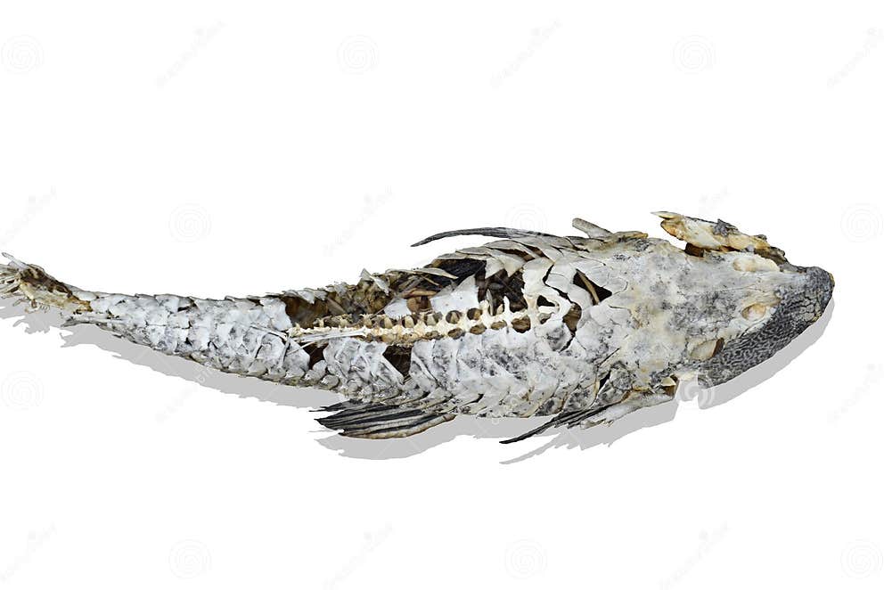 Large Fish Bone in the Grass Along the Waterfront Stock Photo - Image ...