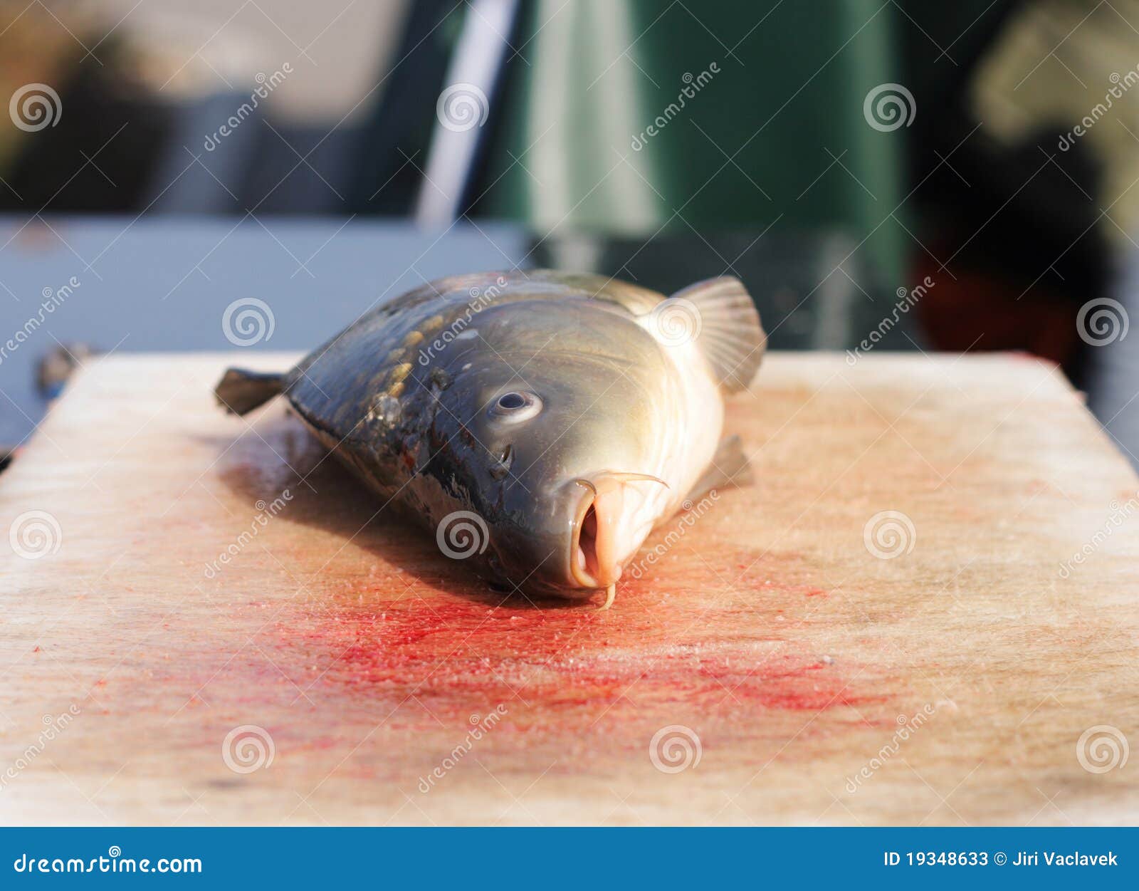 Dead fish (carps) stock image. Image of republic, still - 19348633