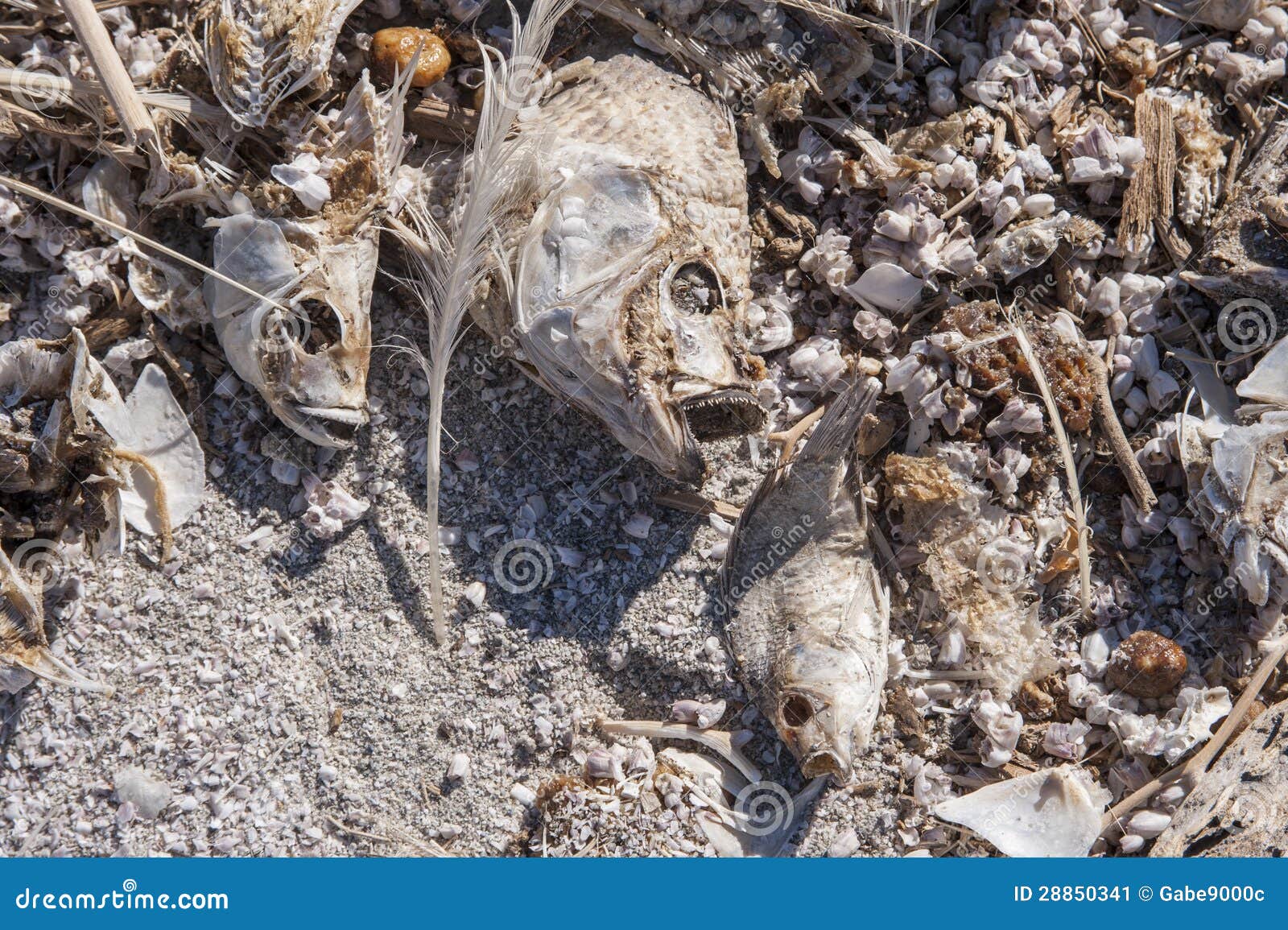 Dead Fish at the Salton Sea Stock Image - Image of ecological, salton ...