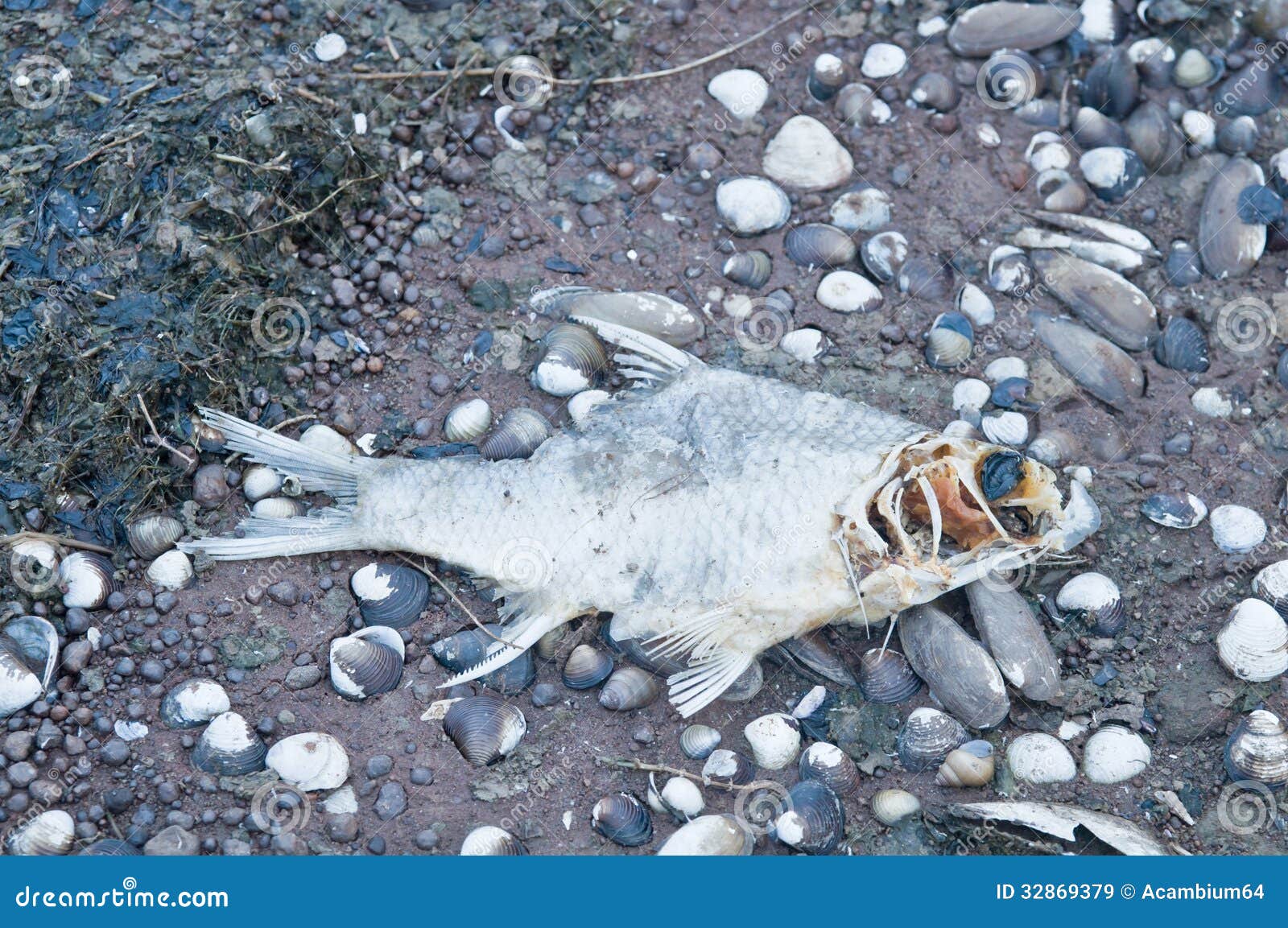 Dead Fish on Coast stock image. Image of carnage, deceased - 32869379