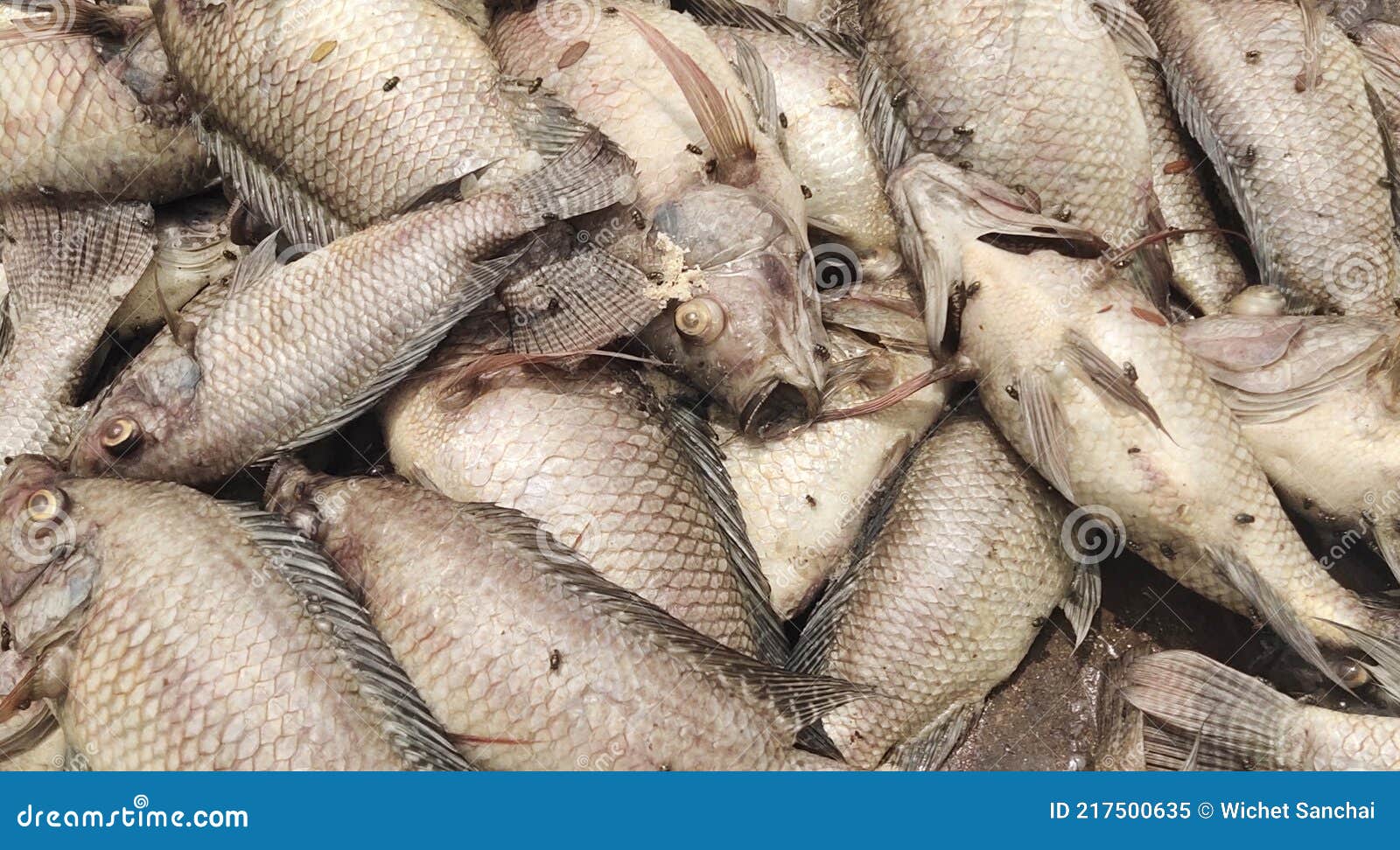 Dead Fish Collected in a Pile Stock Image - Image of meat, animal ...