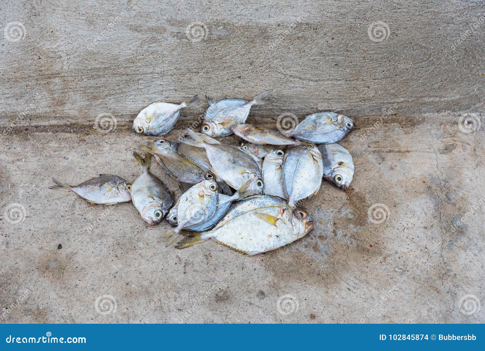 Dead Fish on Concrete Floor.Thailand. Stock Photo - Image of catch ...