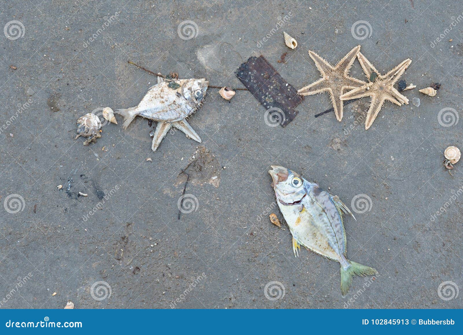 Dead Fish on Concrete Floor.Thailand. Stock Image - Image of texture ...