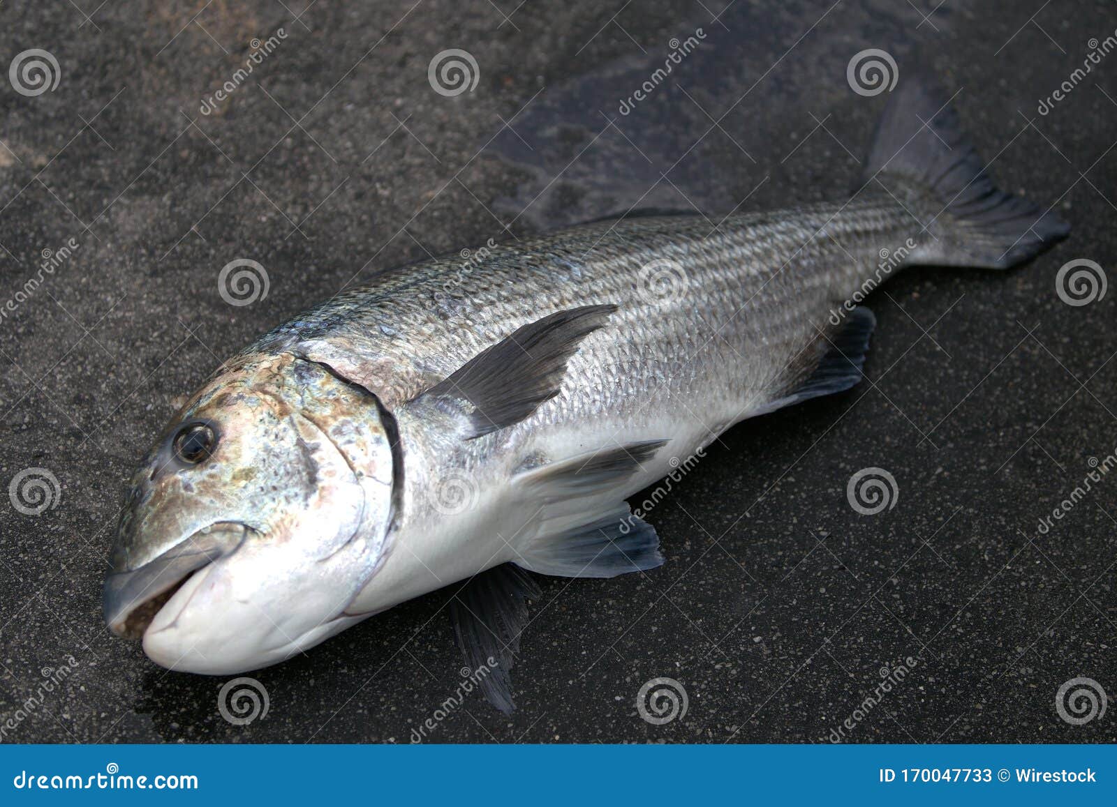 Dead Fish on a Concrete Grey Surface Stock Image - Image of food ...