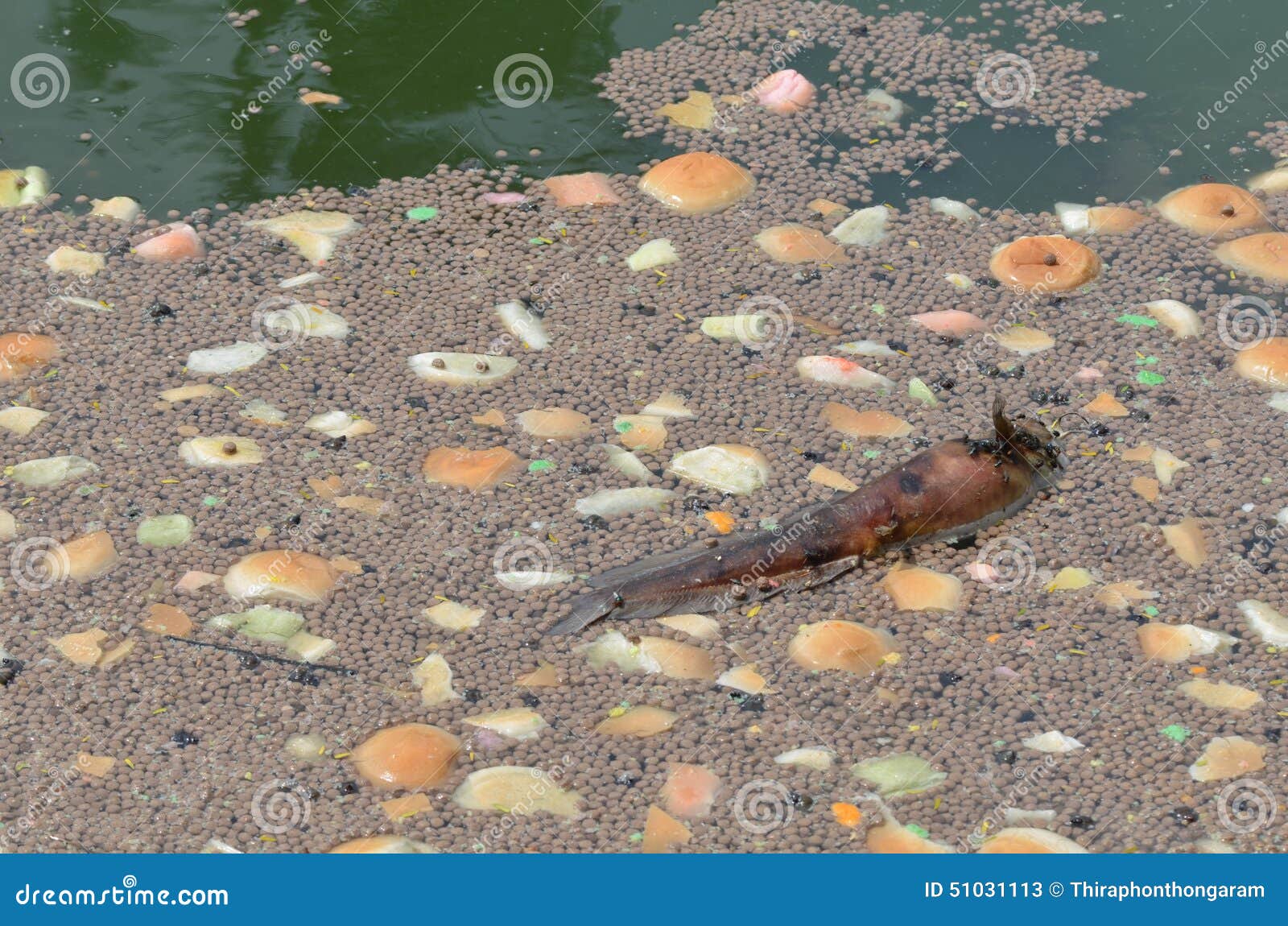 Dead fish stock image. Image of contaminated, pond, wildlife - 51031113