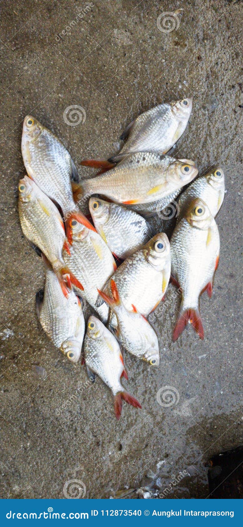 Dead fish stock photo. Image of cooking, freshwater - 112873540