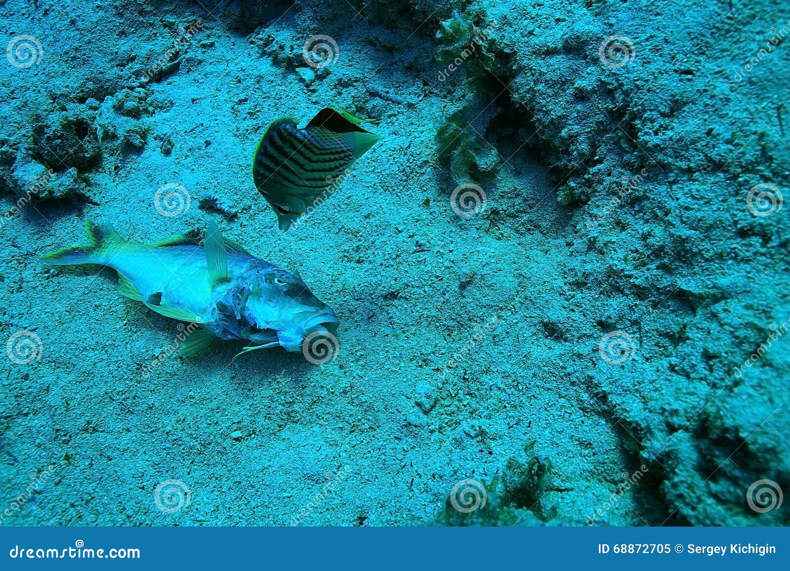 Dead fish on coral reef stock image. Image of beach, environmental ...