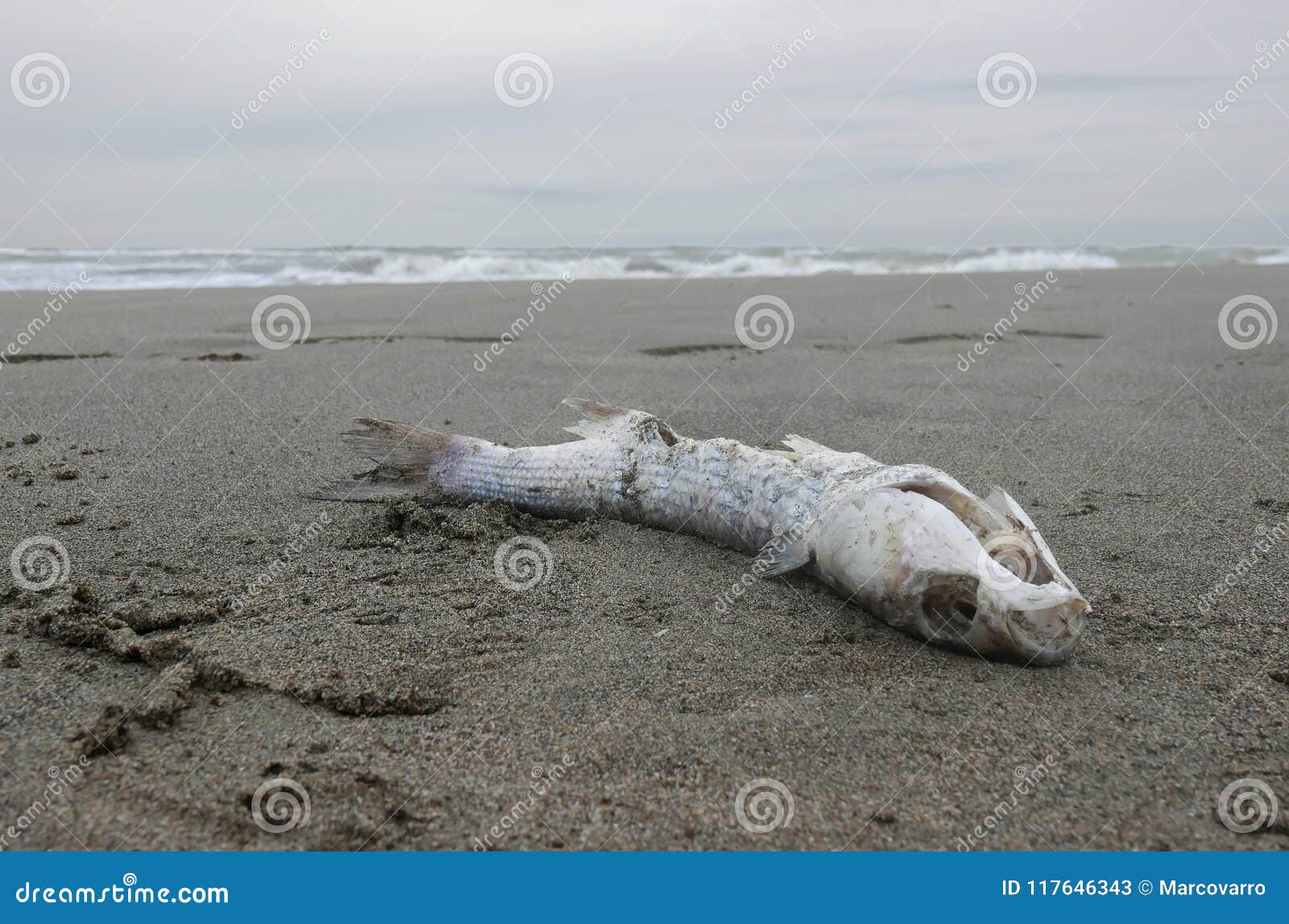 Dead fish on beach stock image. Image of fish, daytime - 117646343