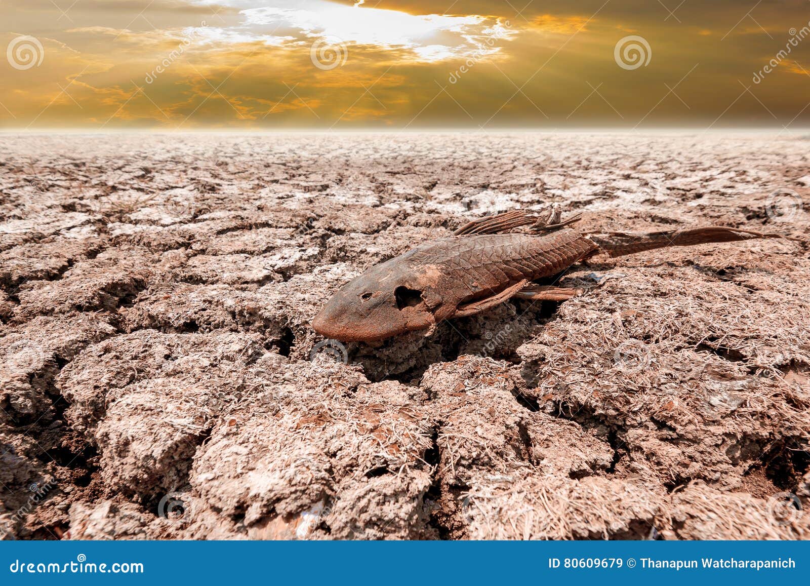 Dead Fish on Cracked Earth at Drought Lake Heat Effect of a Glob Stock ...