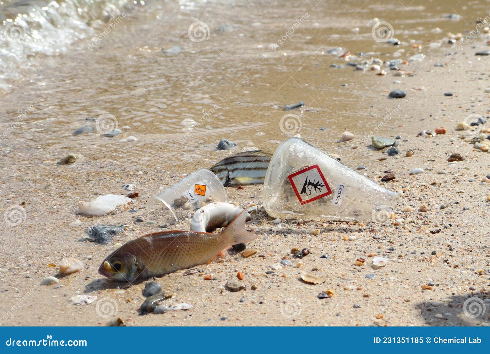 Dead Fish by Dangerous Chemicals Stock Image - Image of environmental ...