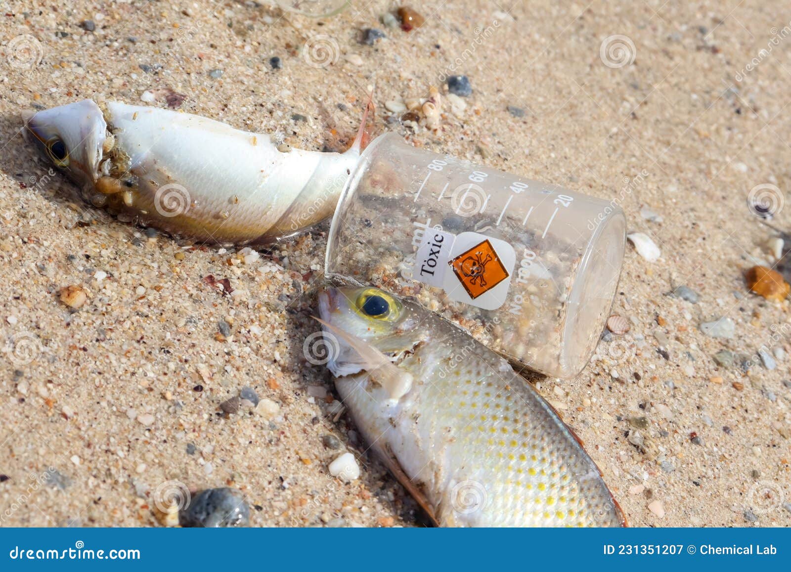 Dead Fish by Dangerous Chemicals Stock Image - Image of industrial ...