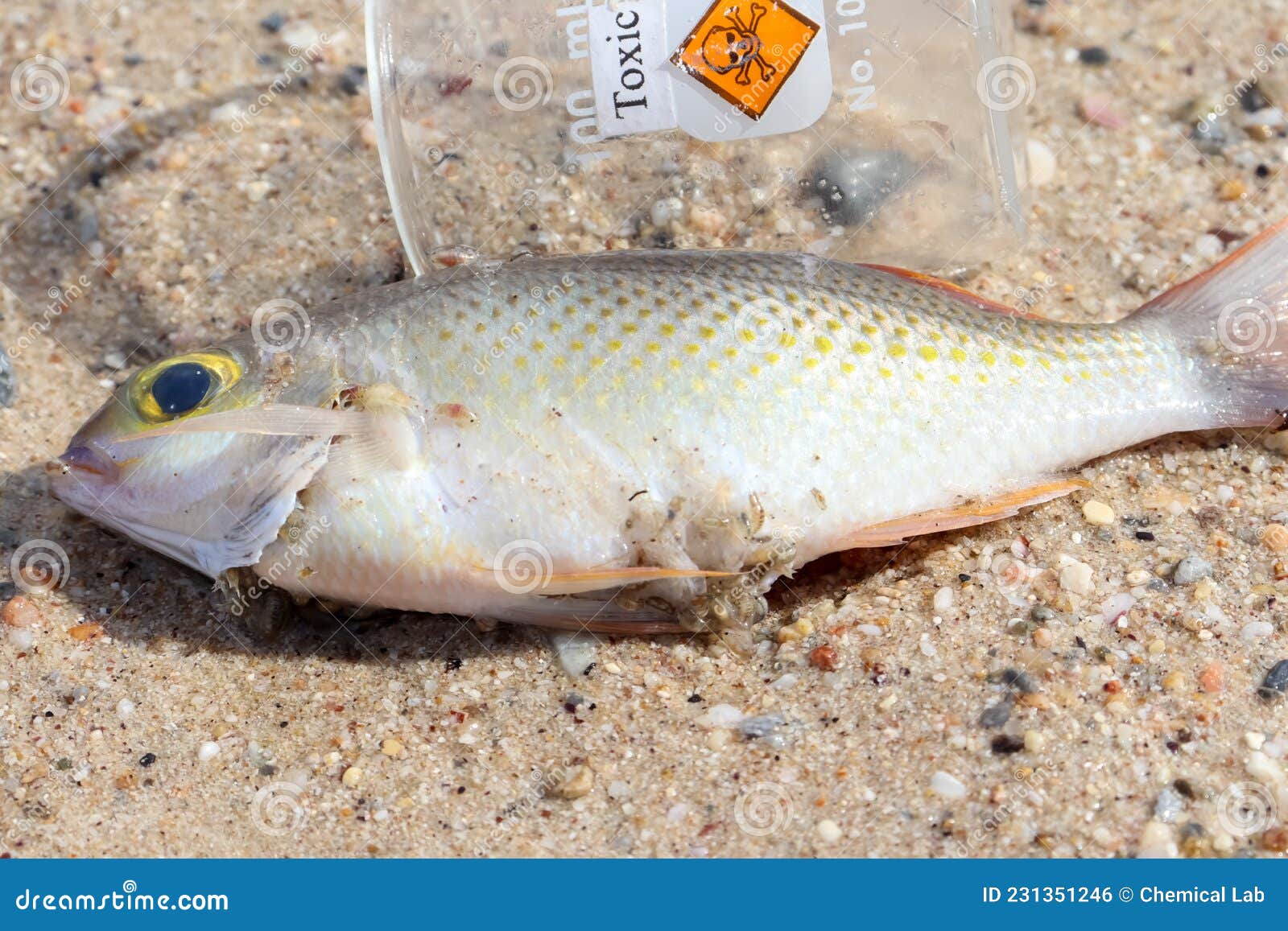 Dead Fish by Dangerous Chemicals Stock Photo - Image of industrial ...