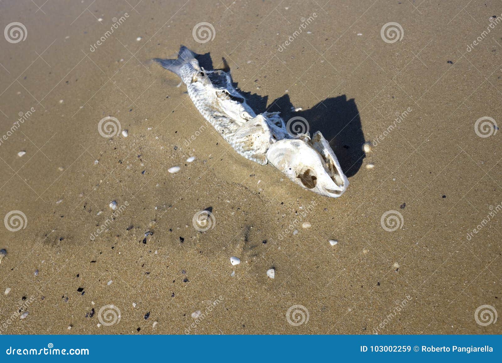 Dead fish stock image. Image of outdoor, river, fishing - 103002259