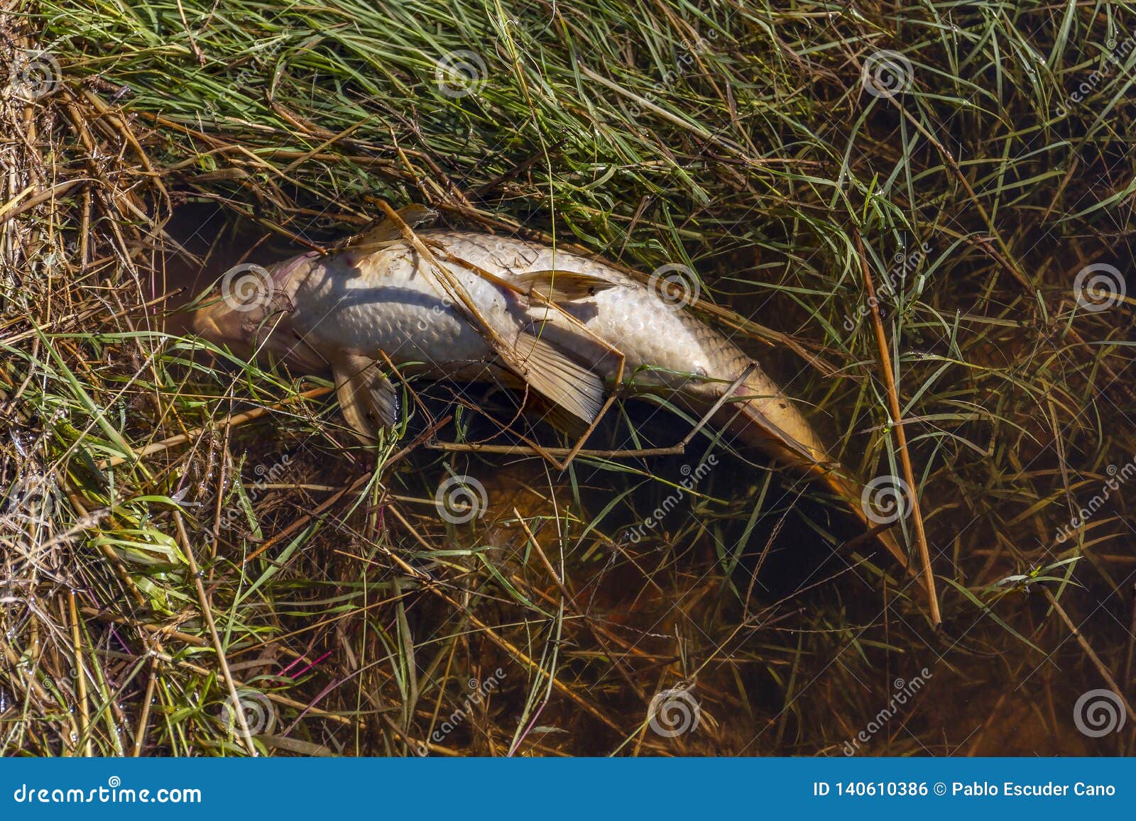 Dead fish stock photo. Image of agriculture, environment - 140610386