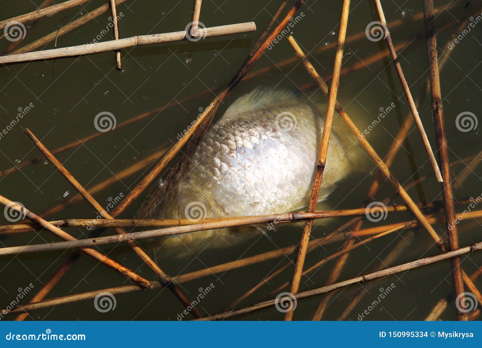Dead fish stock photo. Image of dead, nature, water - 150995334