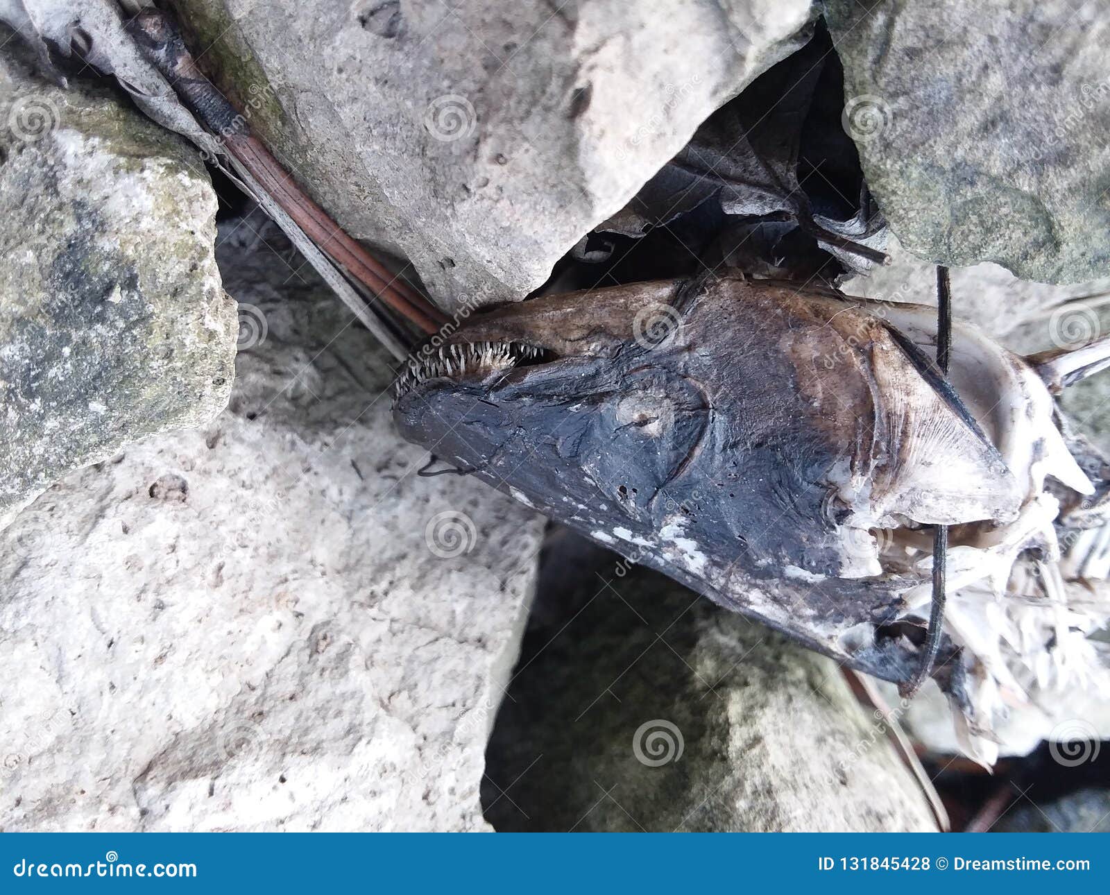 Dead fish stock photo. Image of fish, lake, dead, nature - 131845428