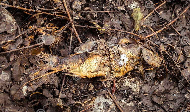 Dead fish in decomposition stock image. Image of bone - 148384203