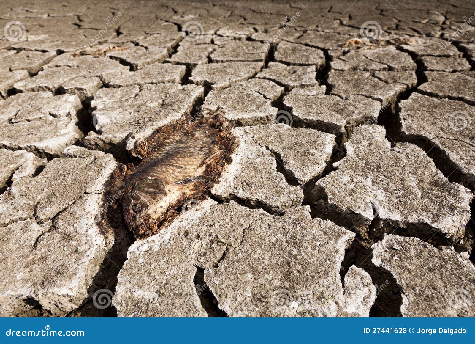 Dead fish on dry land stock photo. Image of summer, dirt - 27441628