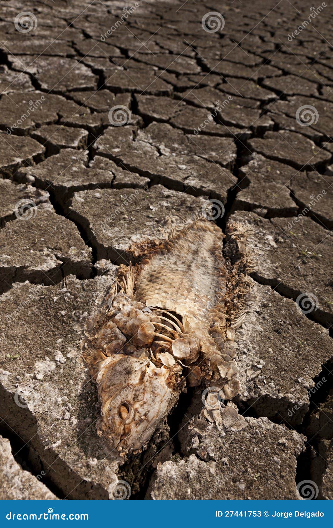 Dead fish on dry land stock image. Image of aging, desertification ...