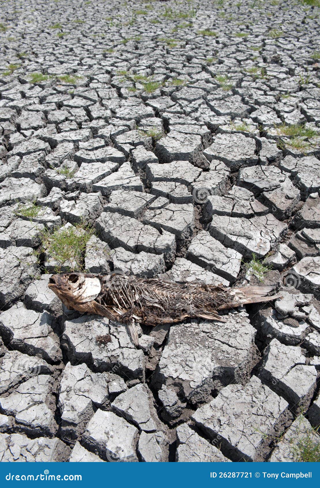 Dead fish on dry wetland stock image. Image of drought - 26287721