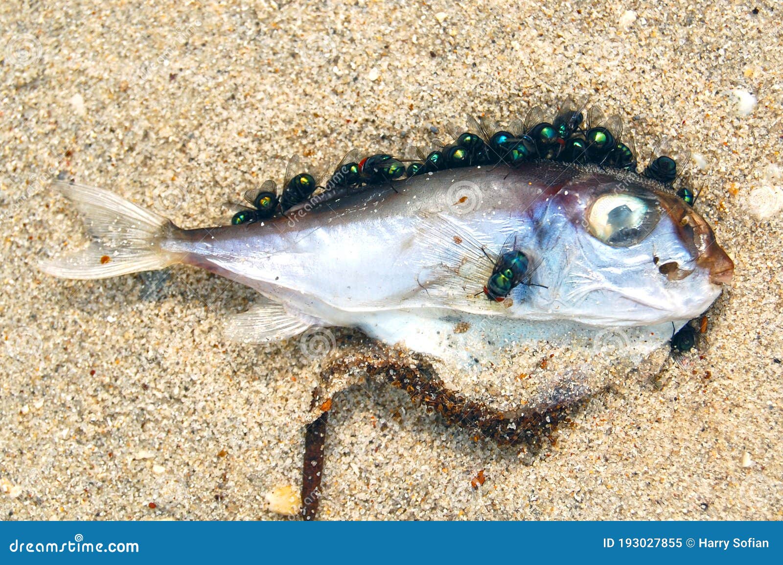 Dead fish with the flies stock image. Image of contaminated - 193027855