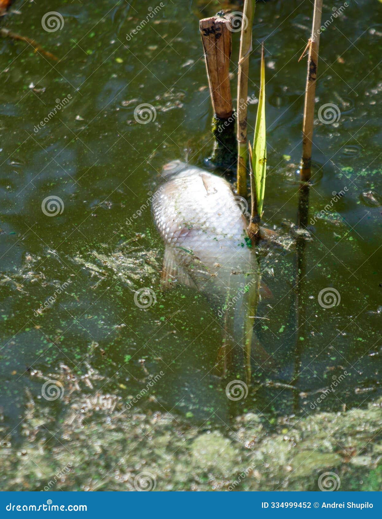 Dead Fish Float on the Surface of the Water in a Lake Stock Photo ...