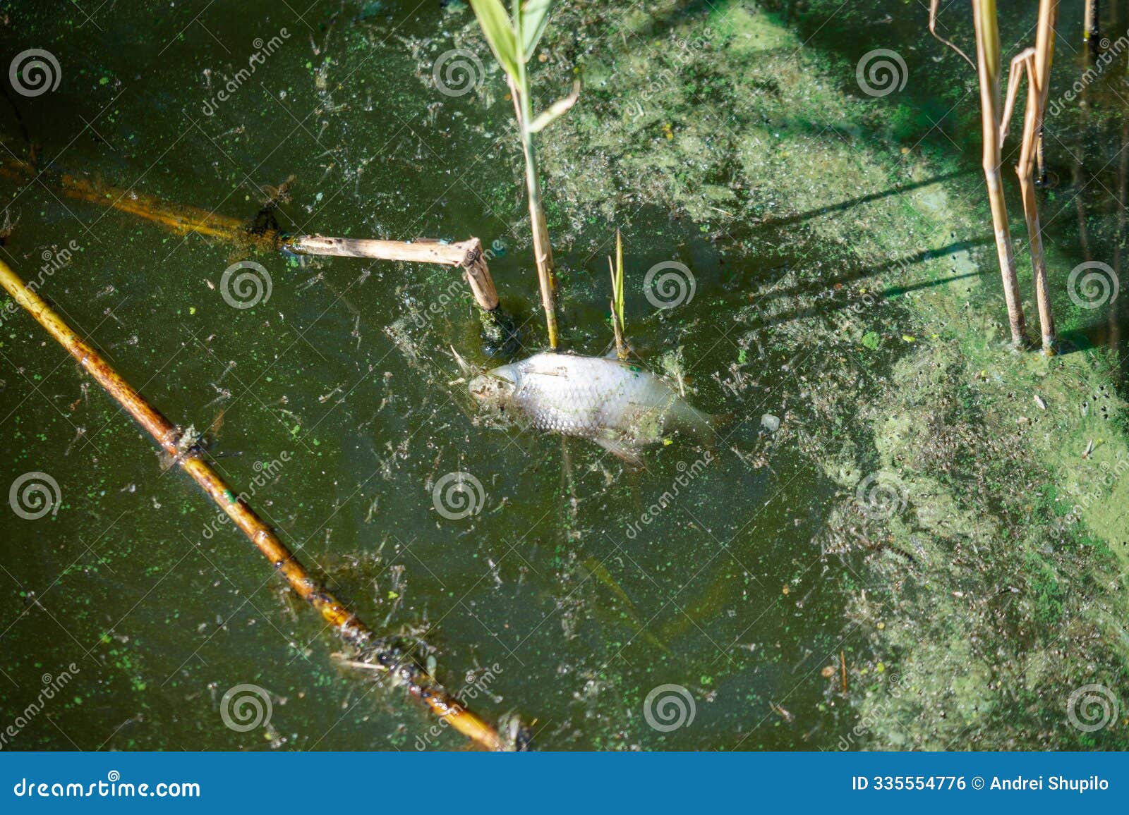 Dead Fish Float on the Surface of the Water in a Lake Stock Photo ...