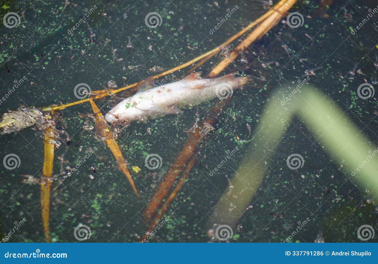 Dead Fish Float on the Surface of the Water in a Lake Stock Photo ...