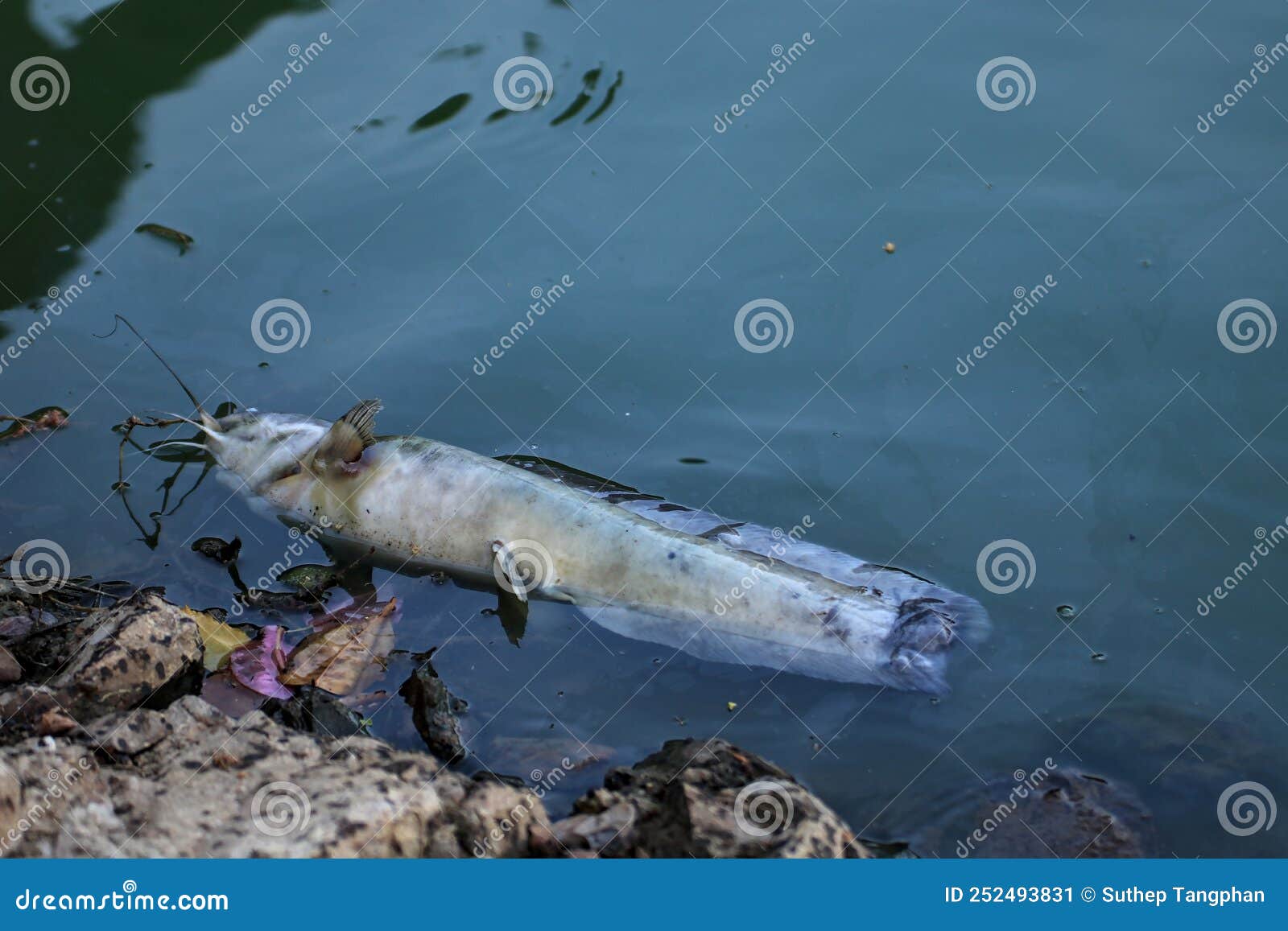 The Water is Poisonous and Lacks Oxygen. Causing the Catfish To Float ...