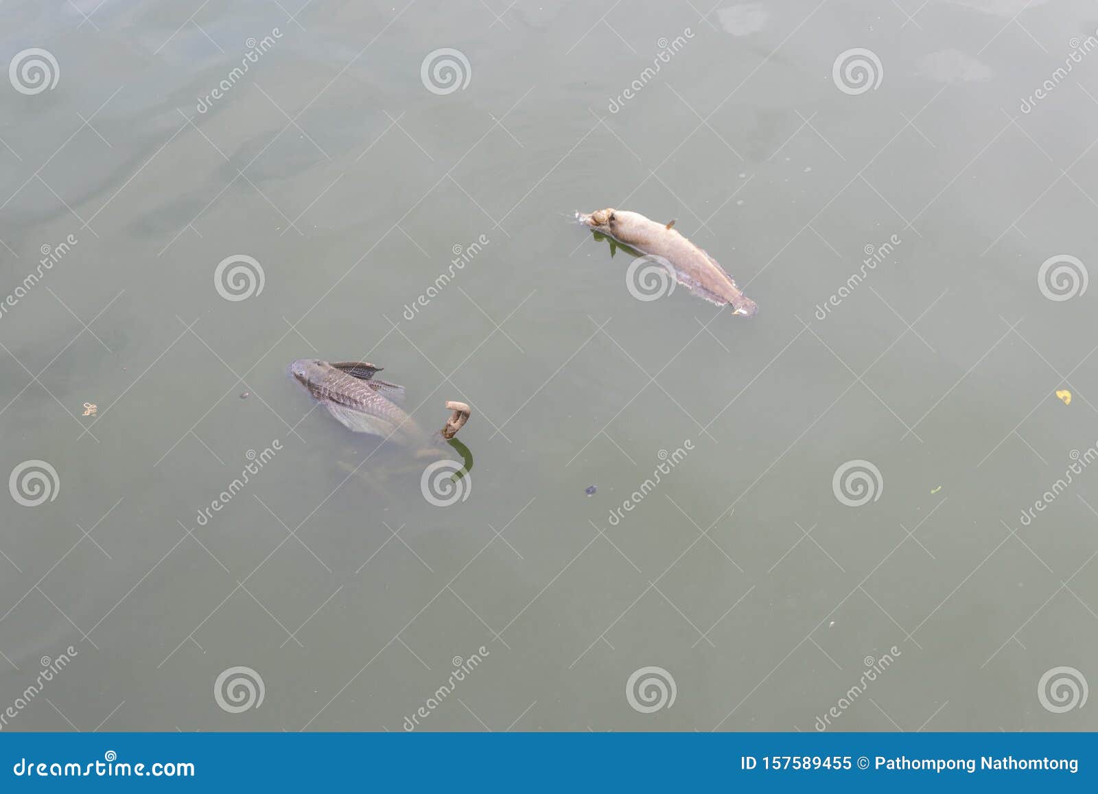 Dead Fish Float on Waste Water Stock Image - Image of life, animal ...