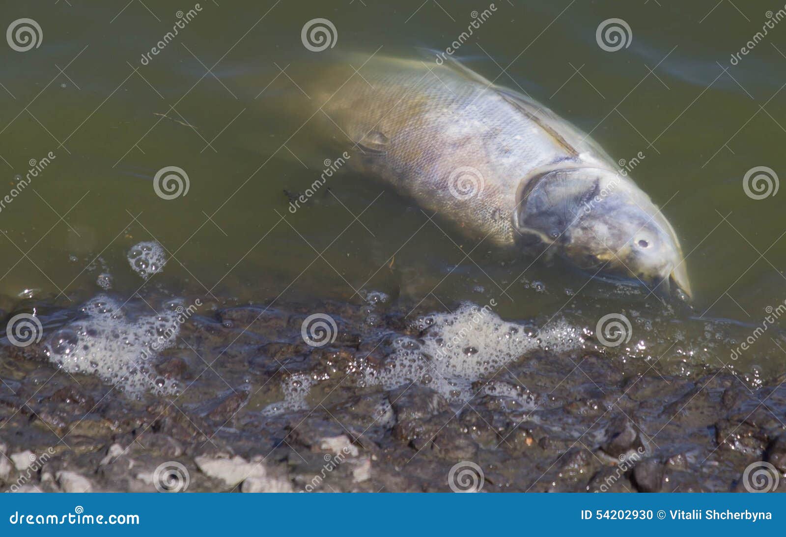 Dead Fish Floated in the Dark Water, Stock Photo - Image of ecosystem ...