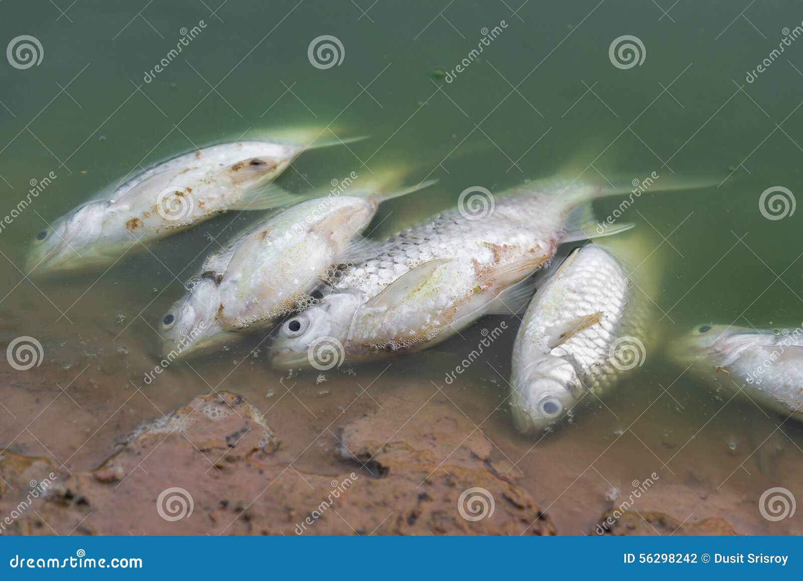 Dead Fish Floated in the Green Waste Water. Stock Photo - Image of ...