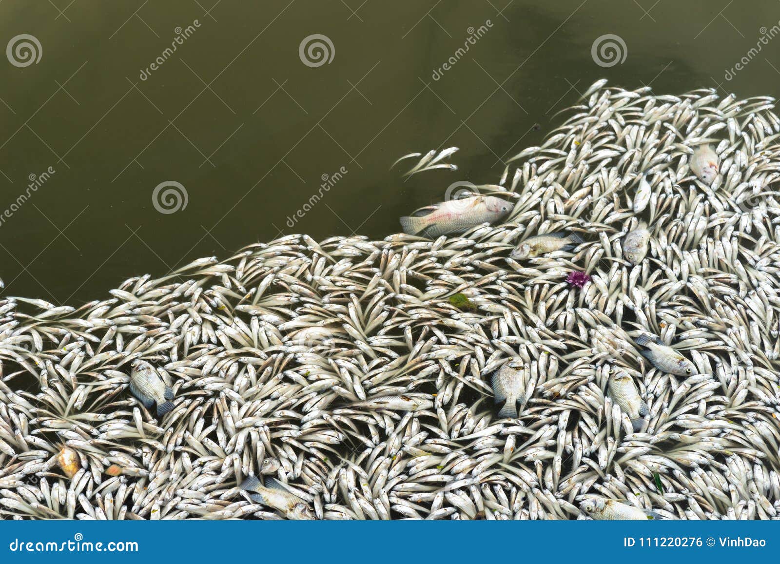 Dead Fish Floated in the Water Stock Photo - Image of black ...
