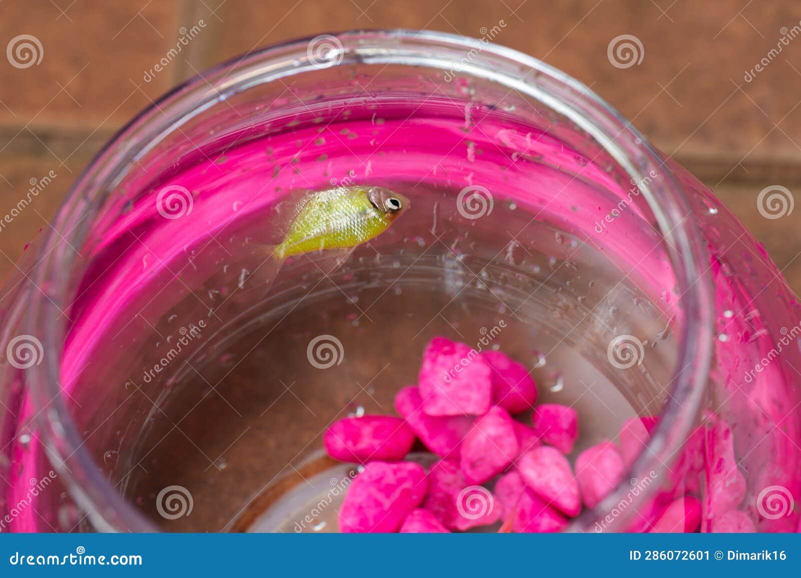 Dead Fish Floating in Empty Aquarium Stock Image - Image of died ...