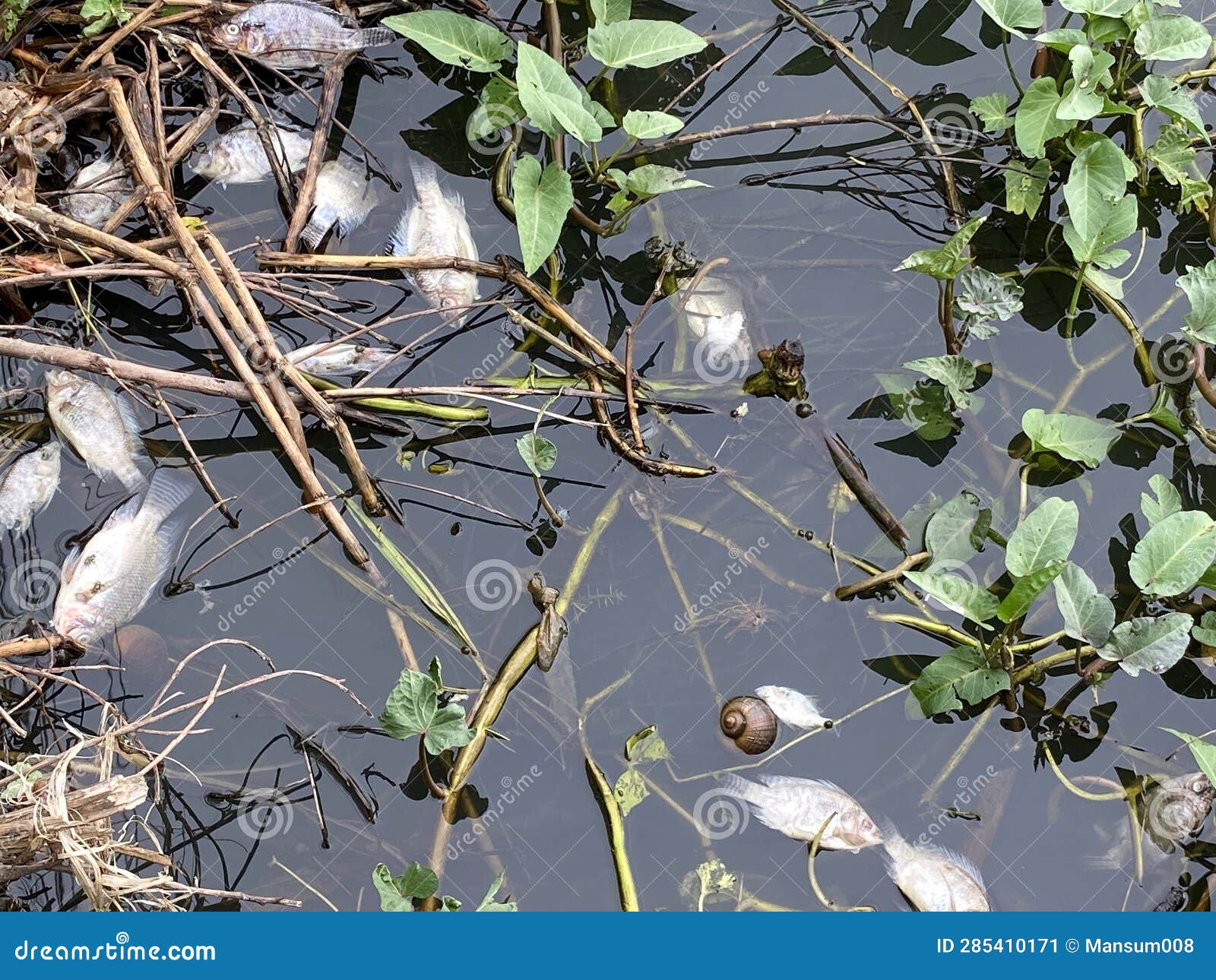 Dead Fish Floating on the Surface of the River, Fish Kills, Photography ...