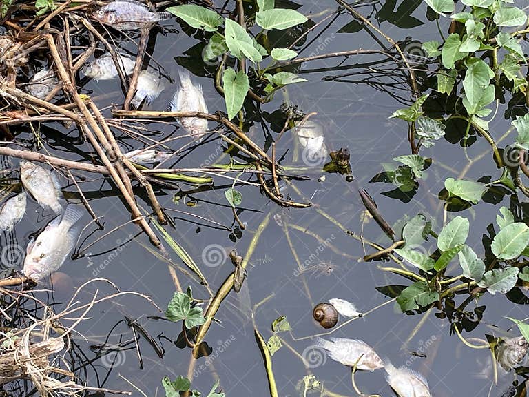 Dead Fish Floating on the Surface of the River, Fish Kills, Photography ...