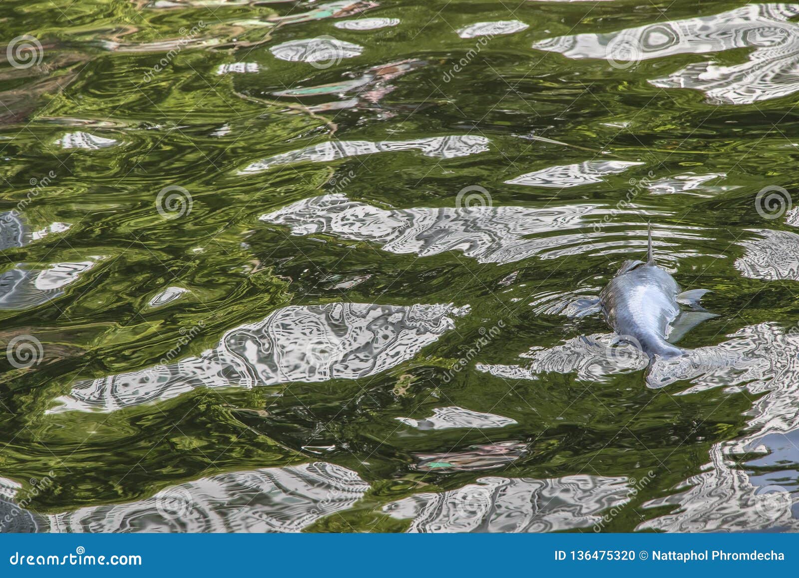 Dead Fish Floating in the Waste Water Background Stock Photo - Image of ...