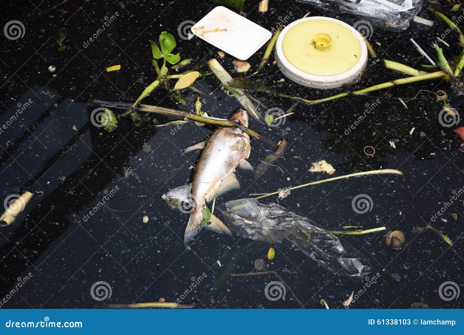 Dead Fish And Garbage Floating On The Surface Of The River Stock Photo ...