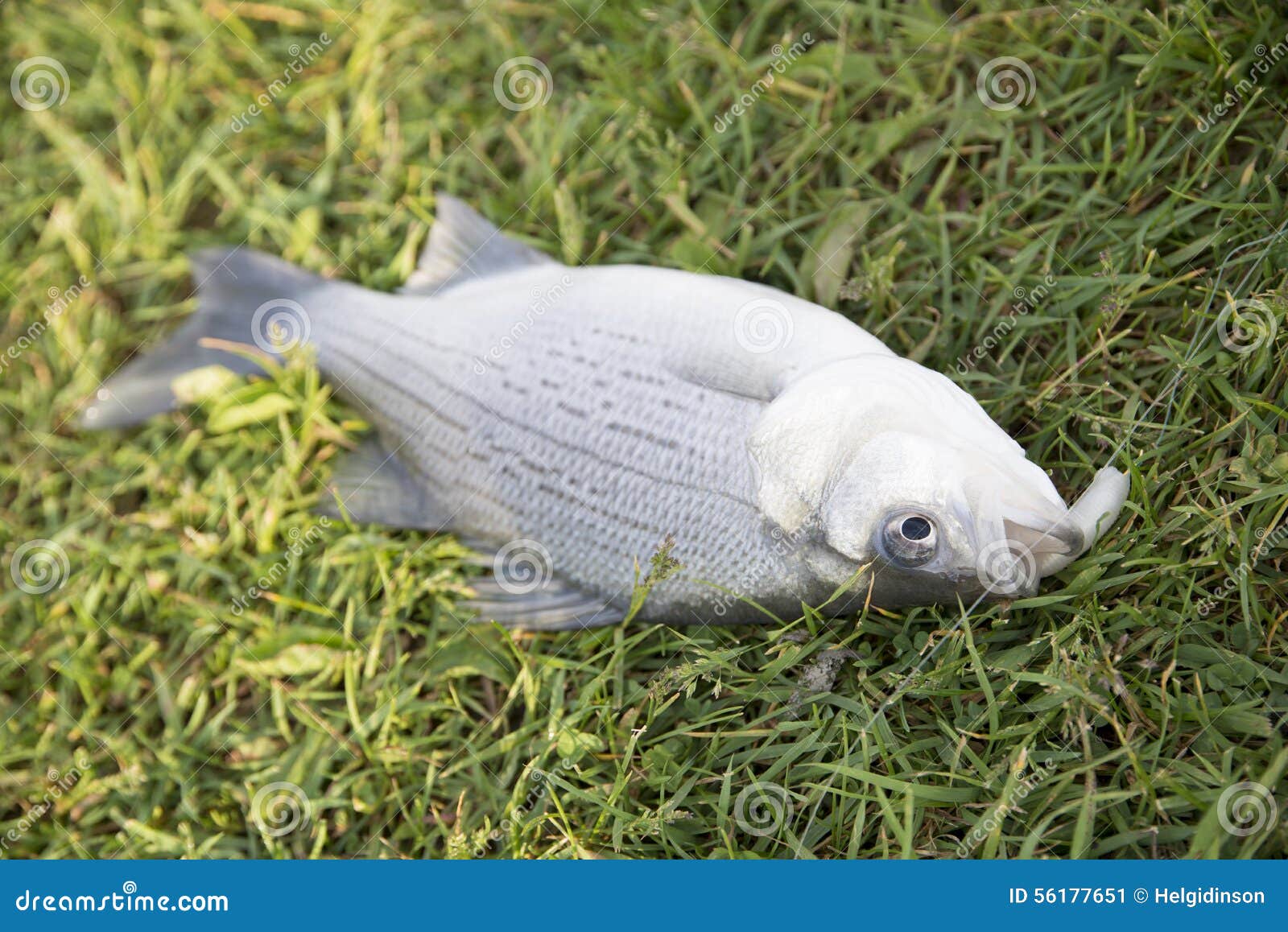 Dead fish stock image. Image of pollution, fishing, black - 56177651