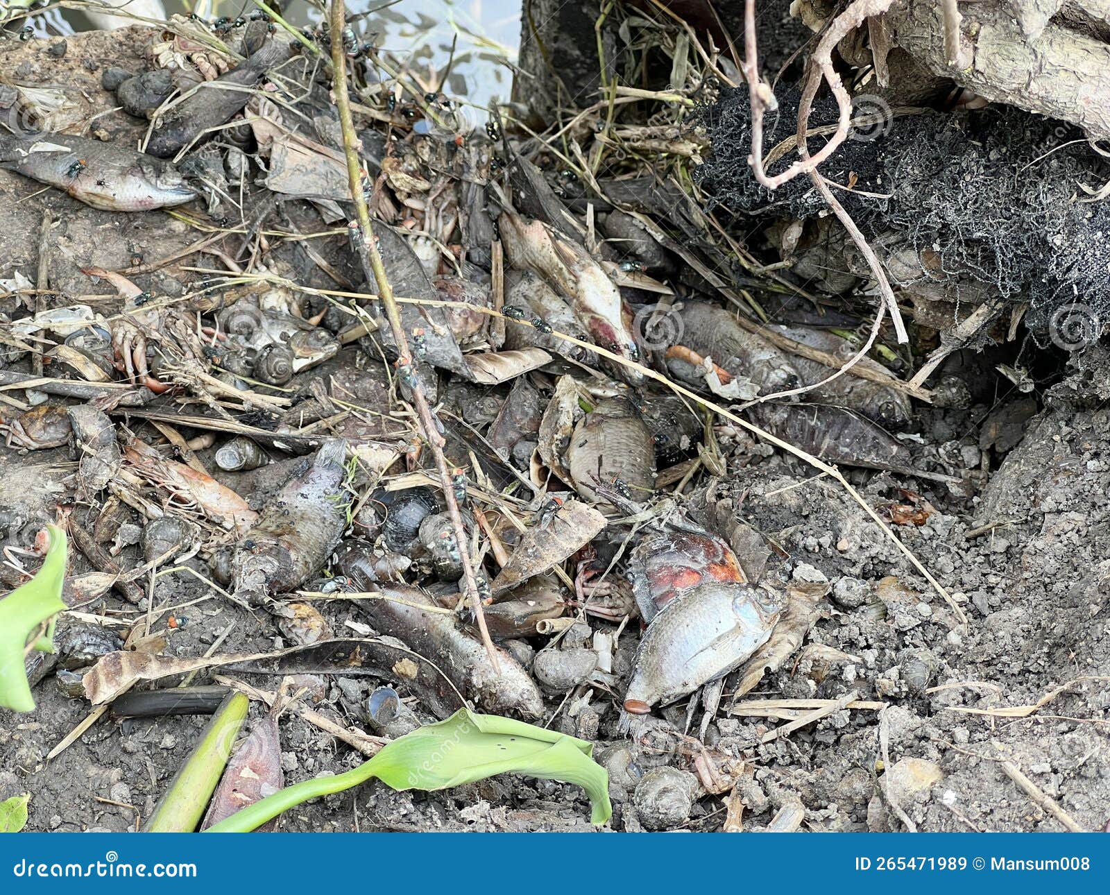 Dead fish on the ground stock image. Image of dirt, fish - 265471989