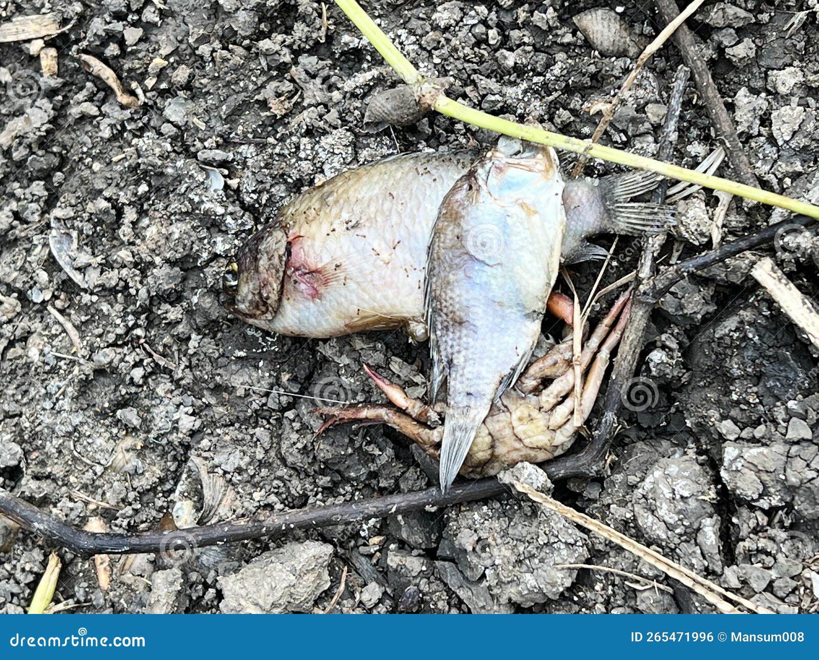 Dead fish on the ground stock photo. Image of organic - 265471996
